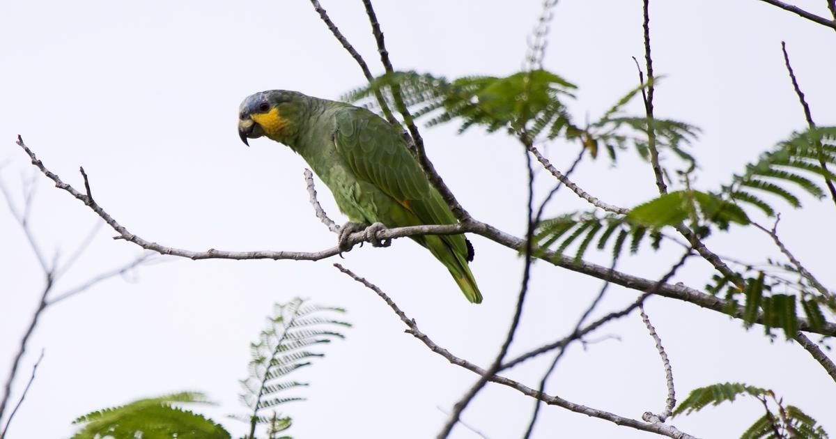 Curica #31552 - Biofaces - Bring Nature Closer