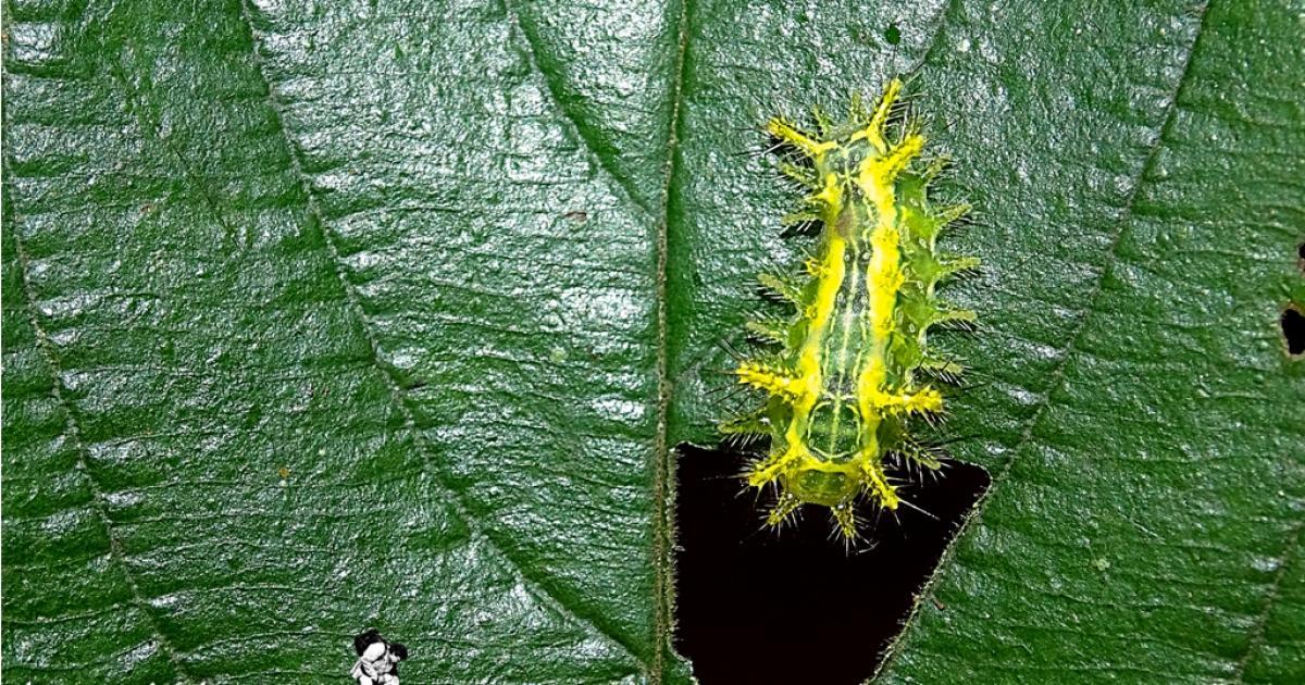 Lagarta #32226 - Biofaces - Bring Nature Closer