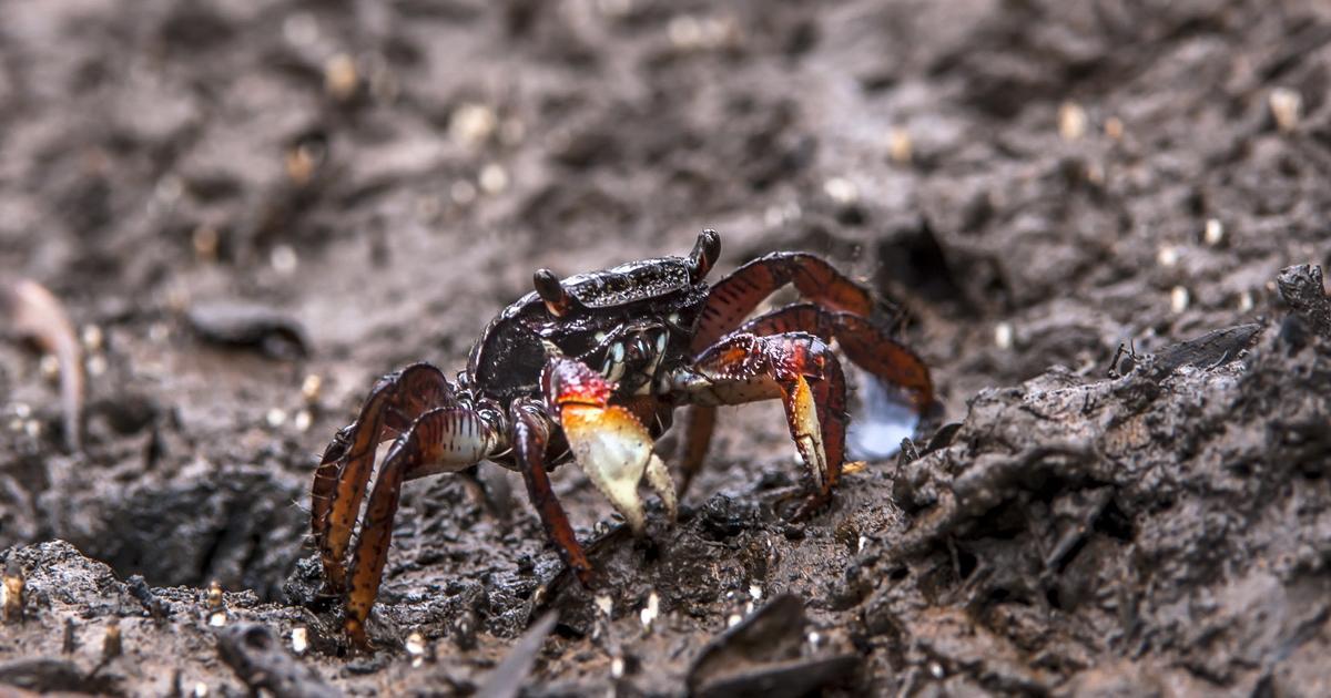 Aratu-vermelho #32234 - Biofaces - Bring Nature Closer