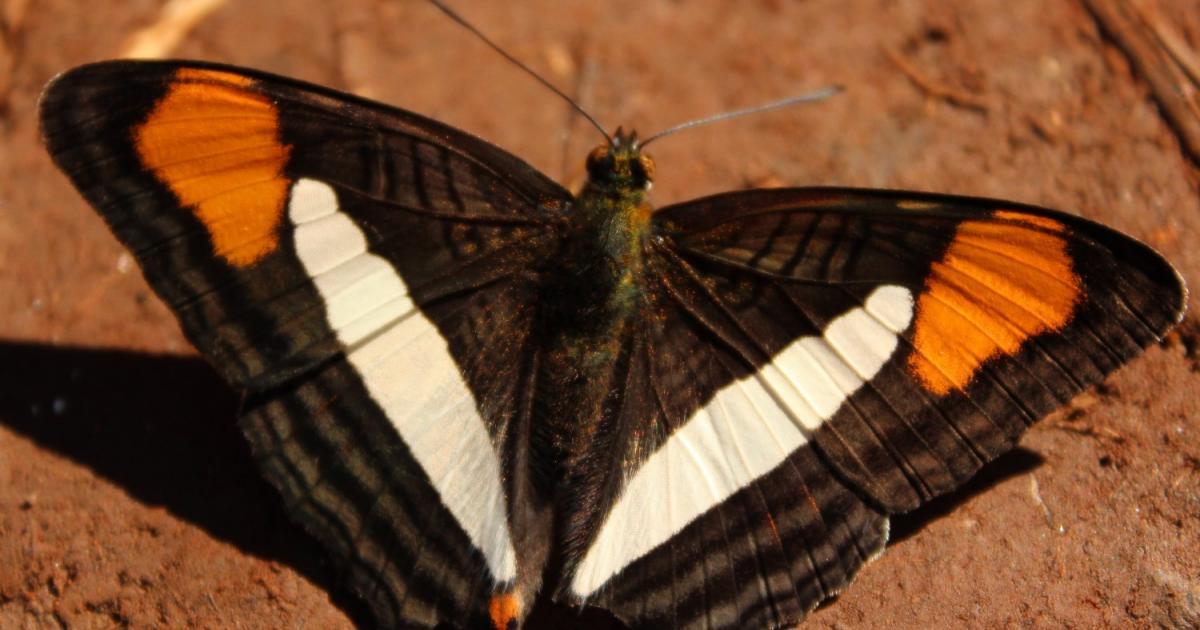 Adelpha #32303 - Biofaces - Bring Nature Closer