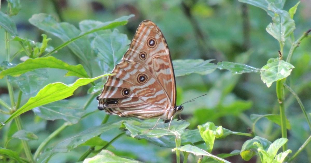 Morpho #32673 - Biofaces - Bring Nature Closer