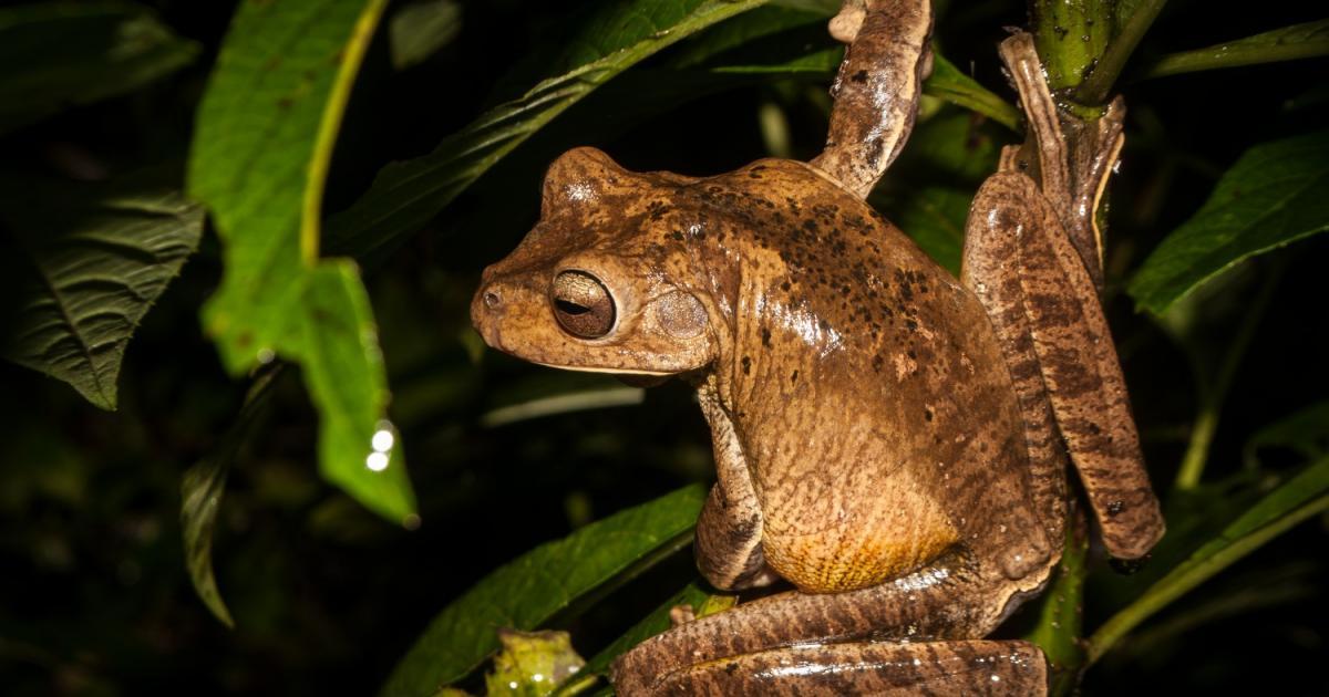 Sapo #32713 - Biofaces - Bring Nature Closer