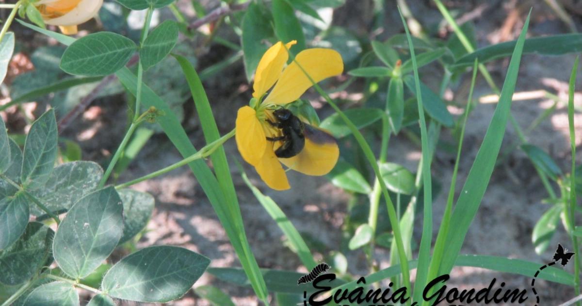 Bombus morio [Not evaluated] - Biofaces - Bring Nature Closer