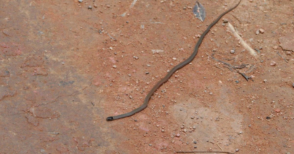 Cobra-de-cabeça-preta #32863 - Biofaces - Bring Nature Closer