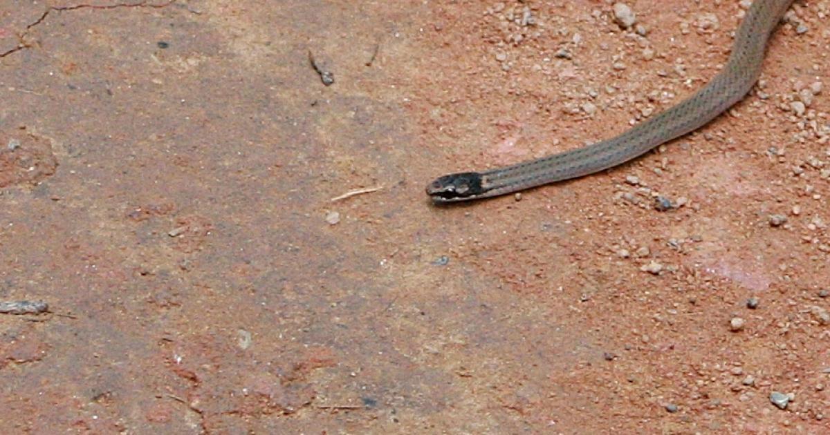 Cobra-de-cabeça-preta - Biofaces - Bring Nature Closer