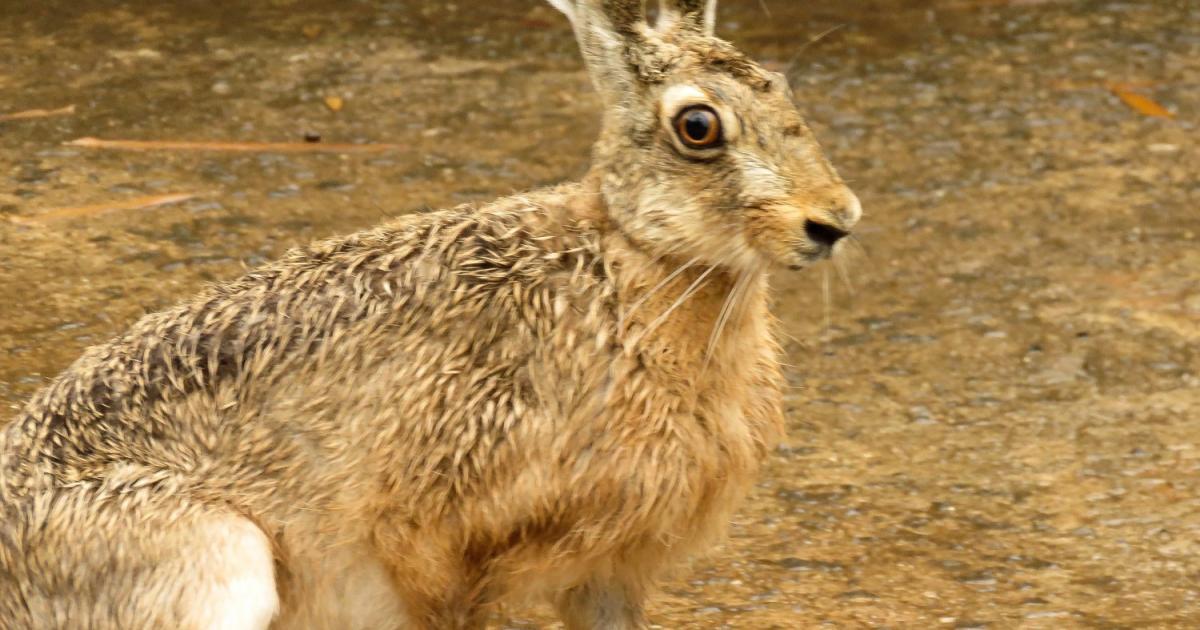 Lepus #32914 - Biofaces - Bring Nature Closer