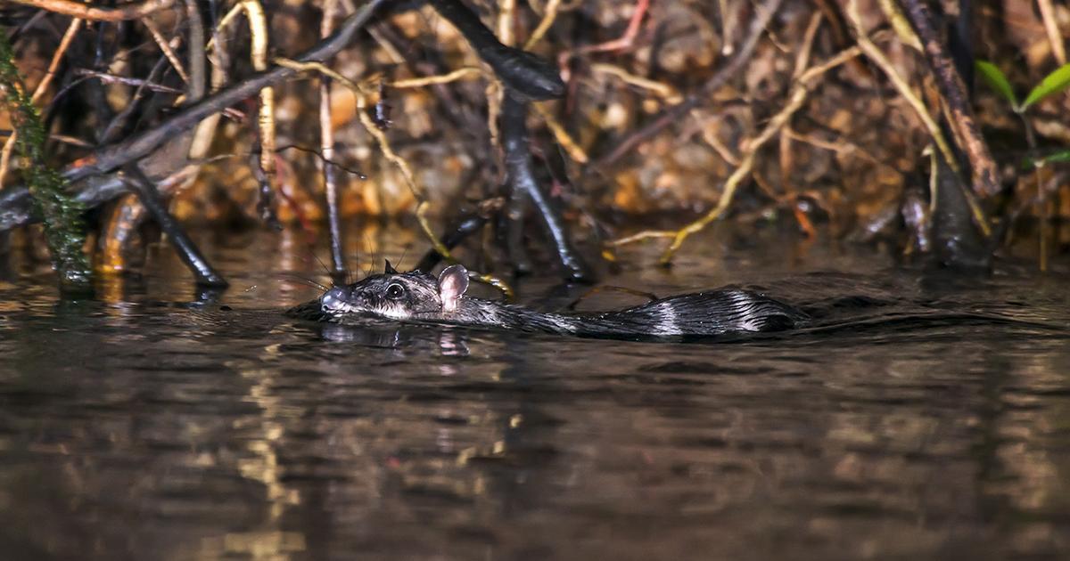 Cuíca-d'água #33488 - Biofaces - Bring Nature Closer