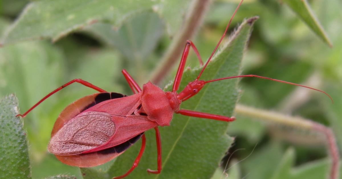 Percevejo #33606 - Biofaces - Bring Nature Closer