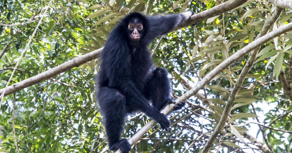 Macaco Da Cara Preta - LIBRAIN