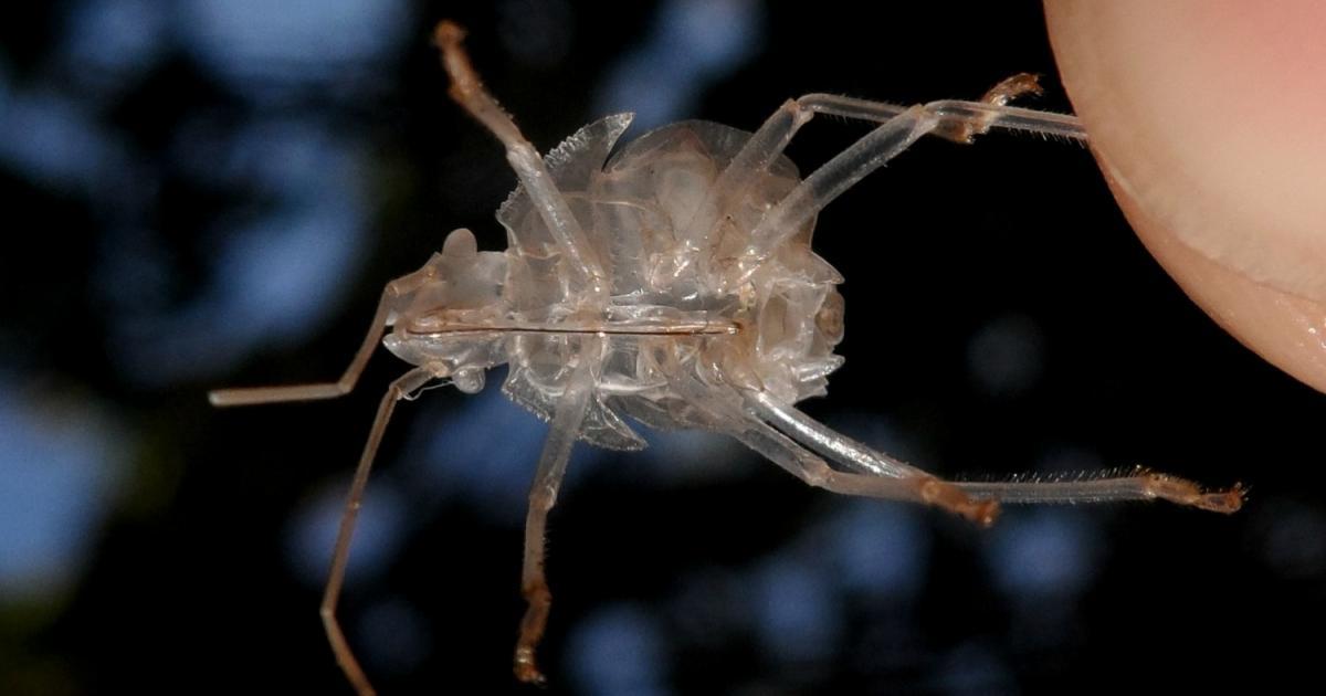 Exoesqueleto #33974 - Biofaces - Bring Nature Closer