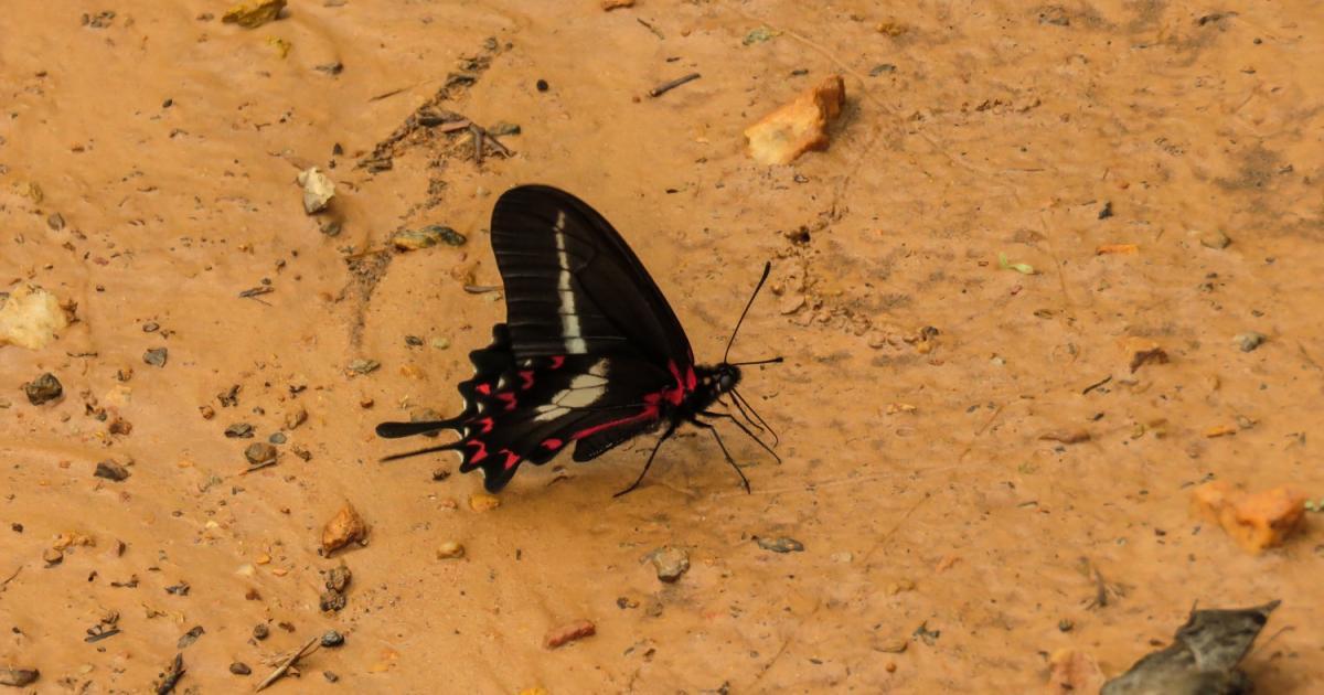 Parides #34098 - Biofaces - Bring Nature Closer