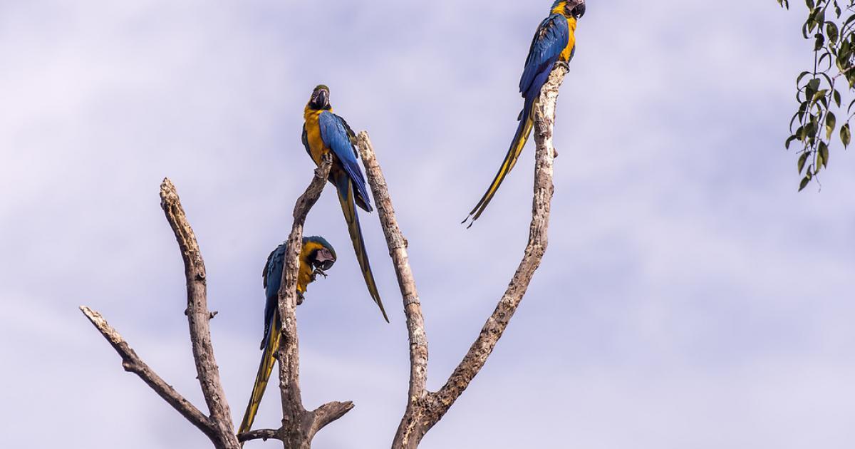 Arara-canindé #33503 - Biofaces - Bring Nature Closer