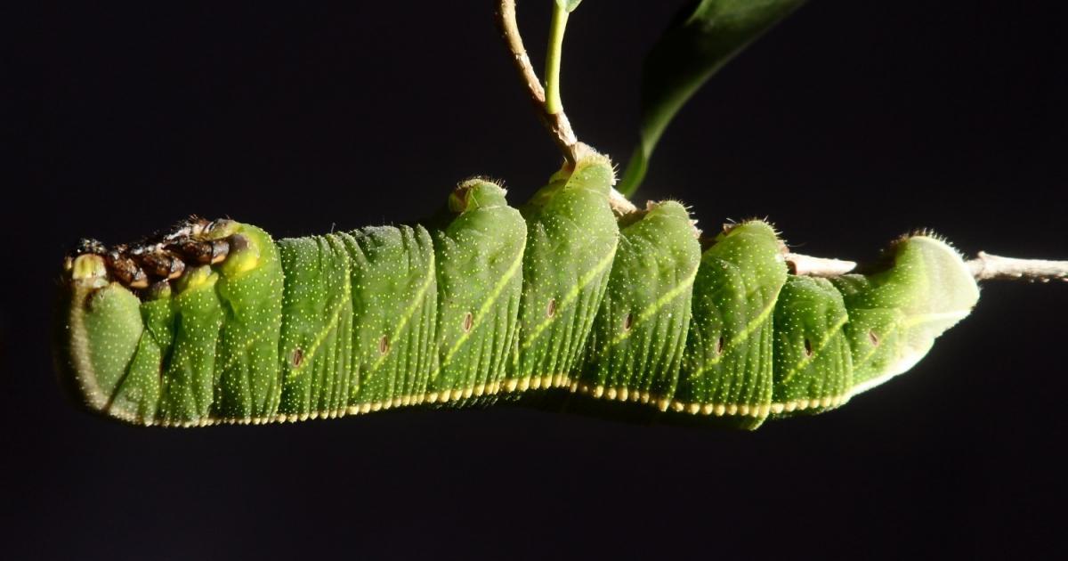 Pachylia syces - Biofaces - Bring Nature Closer