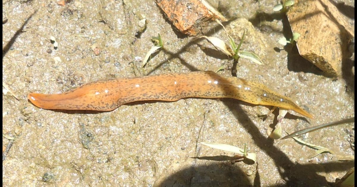 Planária #34483 - Biofaces - Bring Nature Closer