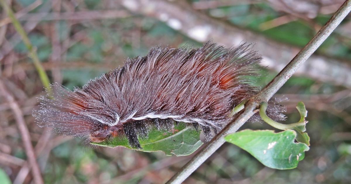 Lagarta #34727 - Biofaces - Bring Nature Closer