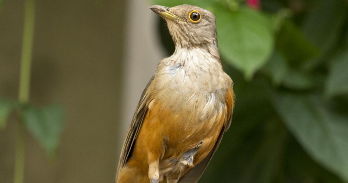 Sabiá #35111 - Biofaces - Bring Nature Closer