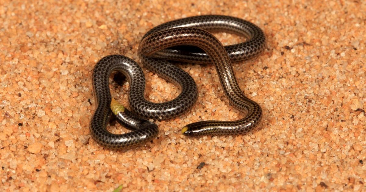 Cobra-chumbo #35225 - Biofaces - Bring Nature Closer