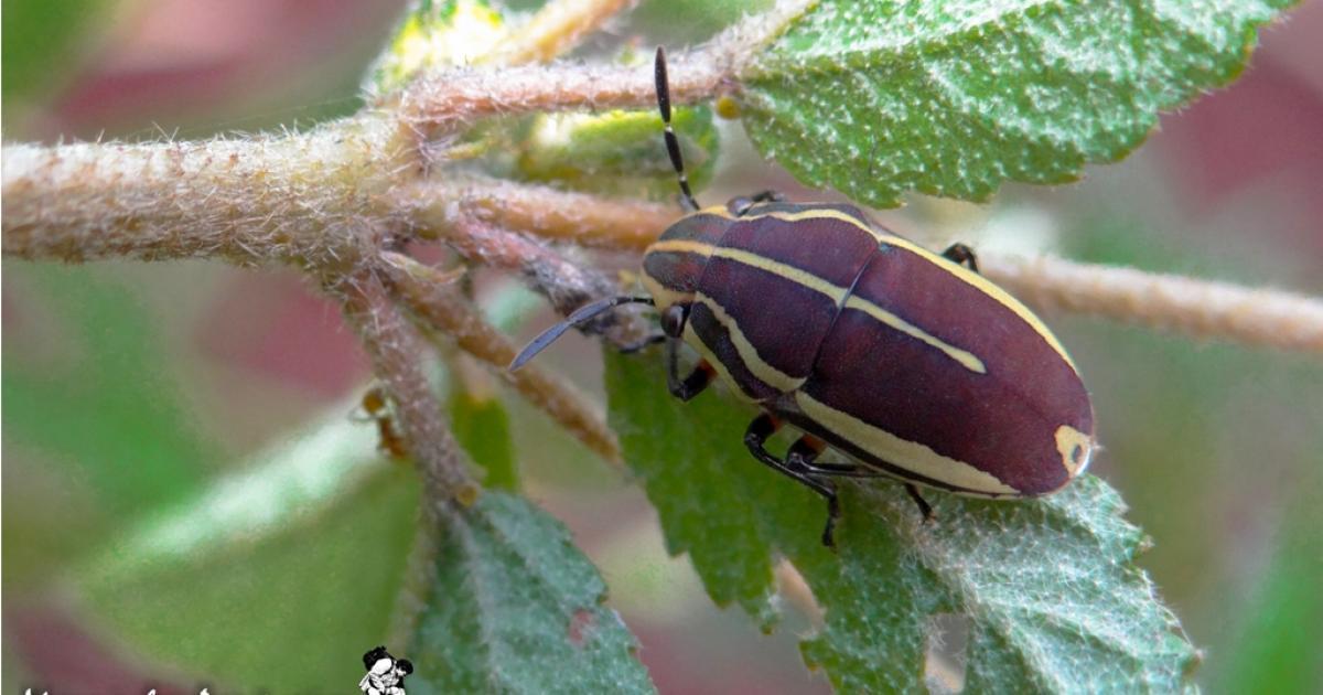 Hemiptera #35494 - Biofaces - Bring Nature Closer