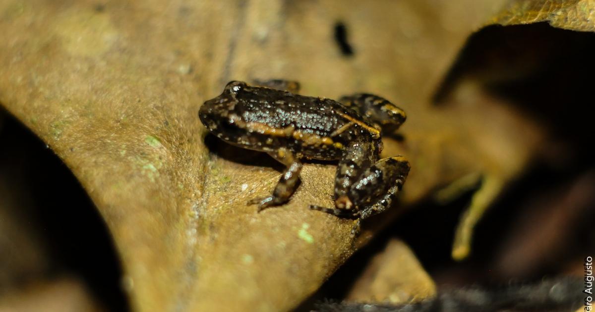 Adenomera marmorata [Least Concern] - Biofaces - Bring Nature Closer