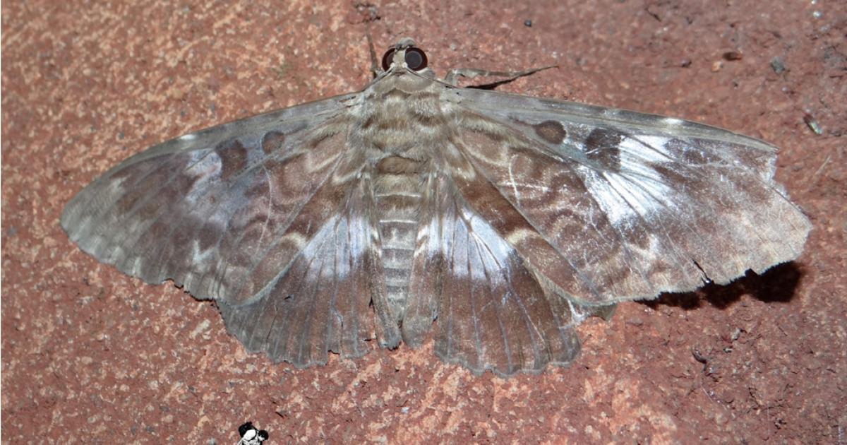 Mariposa #35616 - Biofaces - Bring Nature Closer