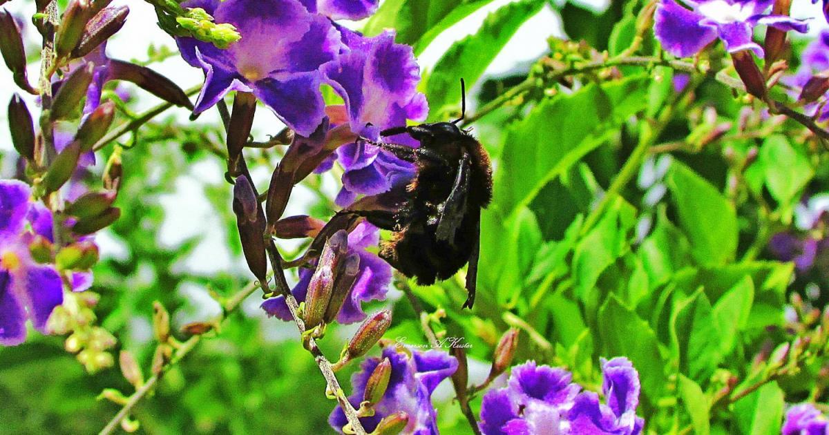 Mamangava-Preta #35790 - Biofaces - Bring Nature Closer