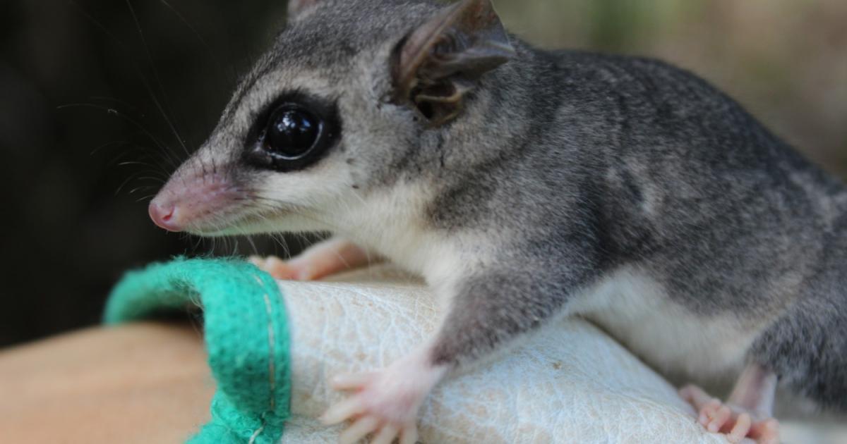 Catita #35921 - Biofaces - Bring Nature Closer