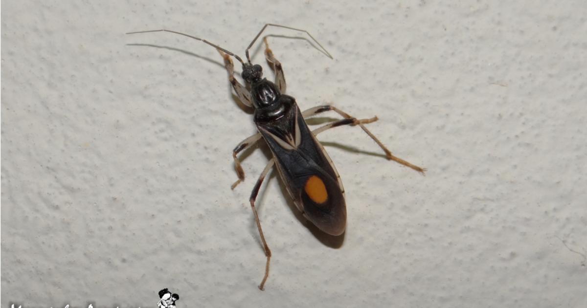 Percevejo-pirata #36021 - Biofaces - Bring Nature Closer