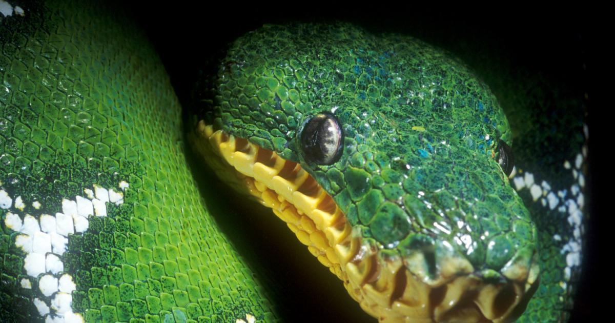 Periquitamboia #36062 - Biofaces - Bring Nature Closer