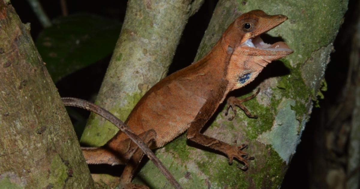 Norops #36169 - Biofaces - Bring Nature Closer