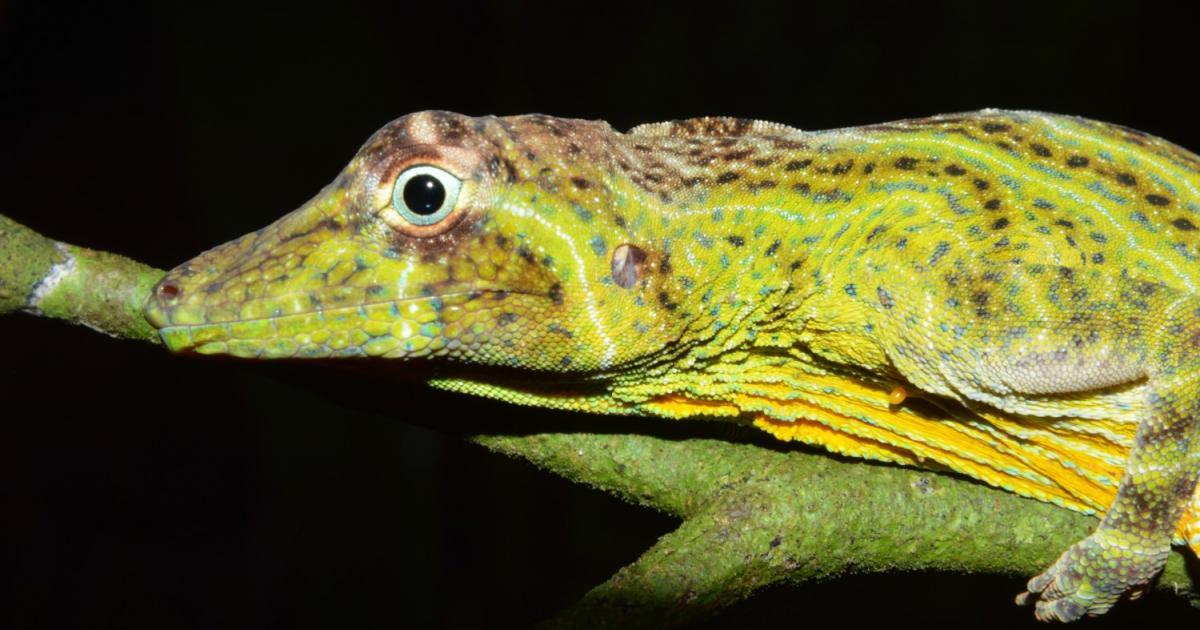 Dactyloa #36236 - Biofaces - Bring Nature Closer