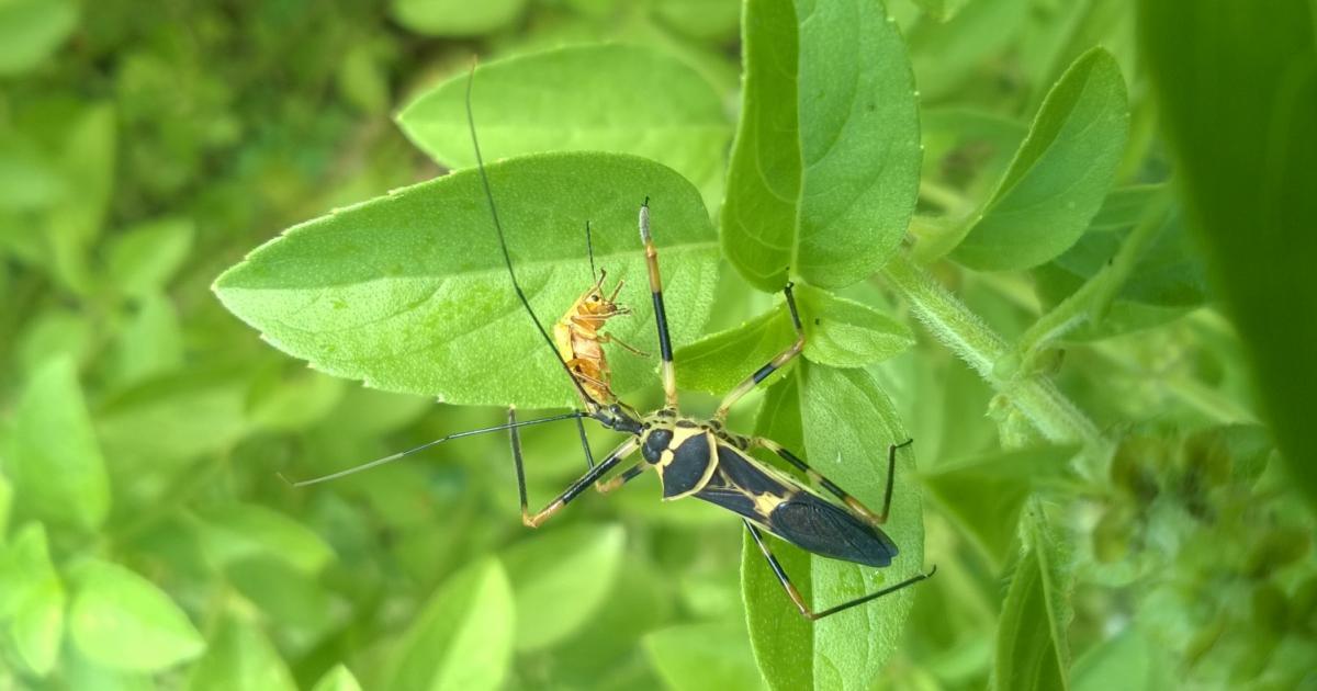 Zelus #36596 - Biofaces - Bring Nature Closer