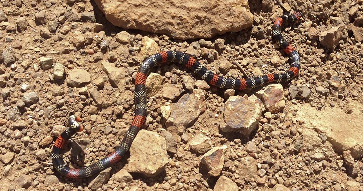 Cobra-coral-verdadeira #36644 - Biofaces - Bring Nature Closer