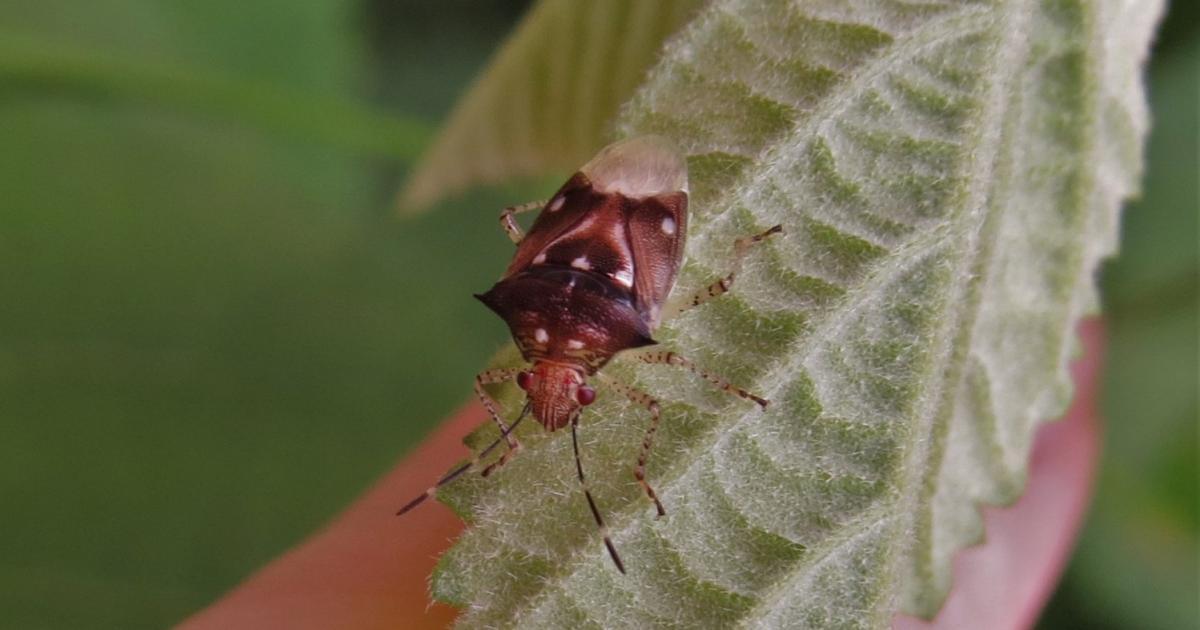 Maria-fedida #36720 - Biofaces - Bring Nature Closer