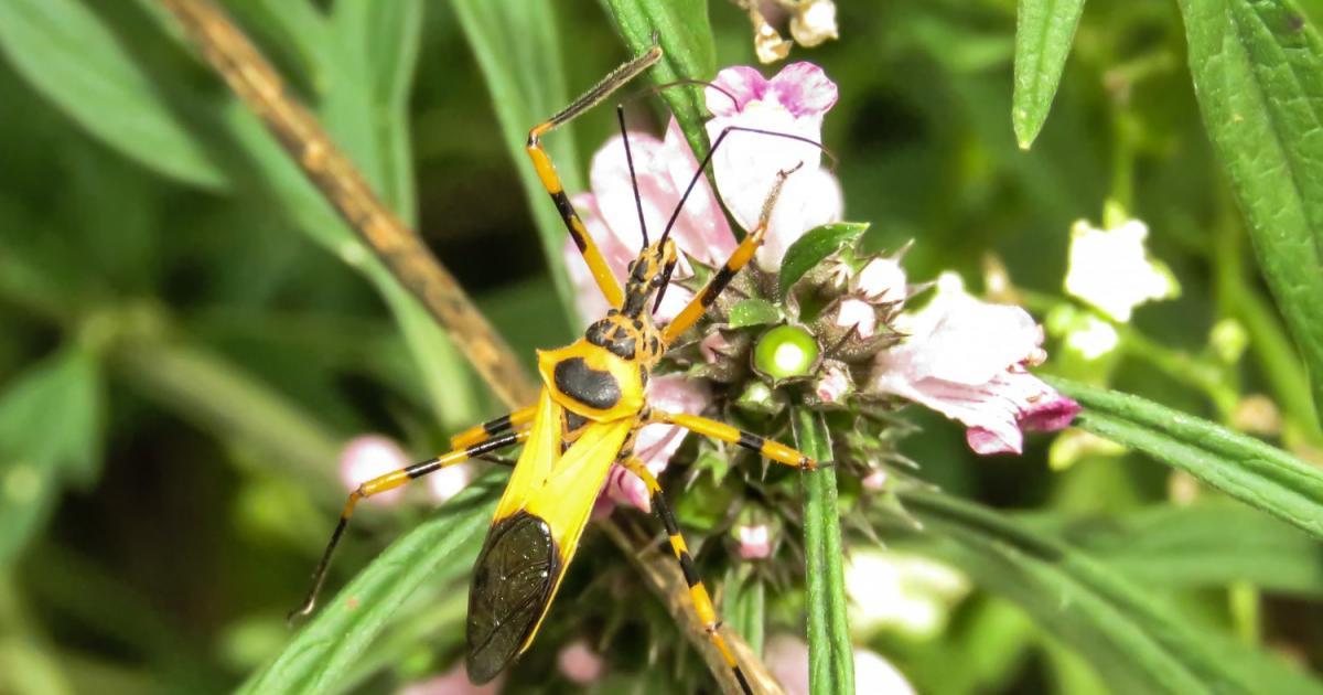 Zelus #36845 - Biofaces - Bring Nature Closer