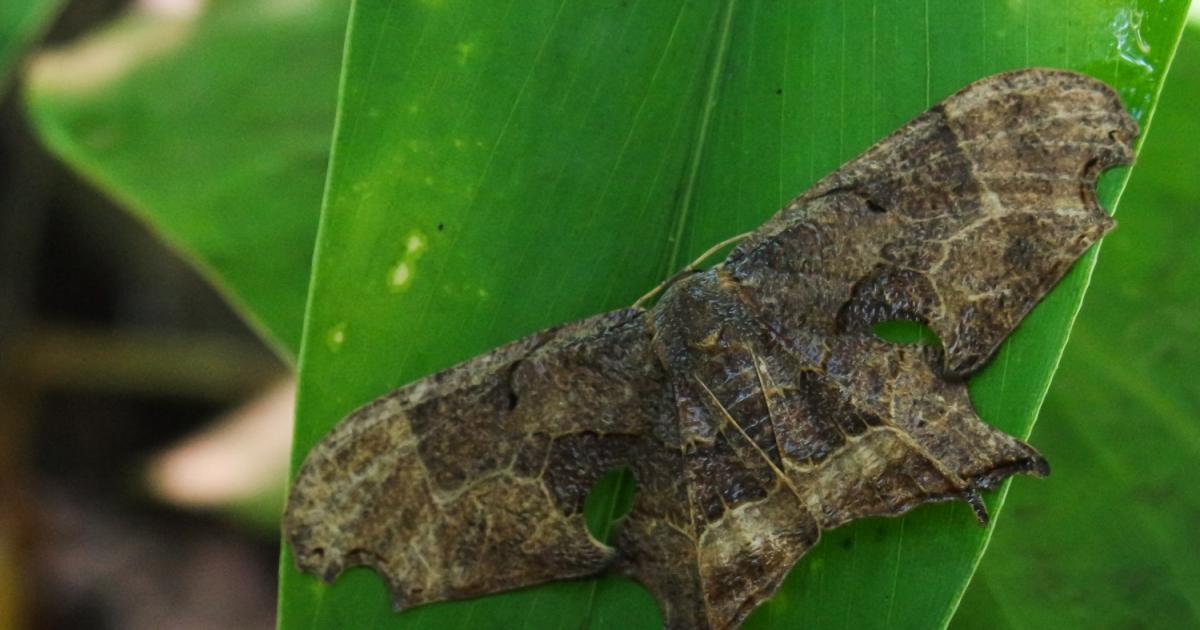 Epiplema #36854 - Biofaces - Bring Nature Closer