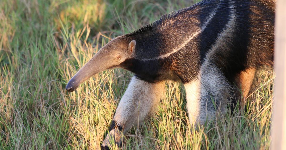 Tamanduá-bandeira #37016 - Biofaces - Bring Nature Closer