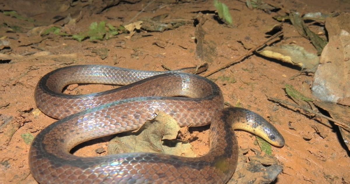 Atractus #37353 - Biofaces - Bring Nature Closer