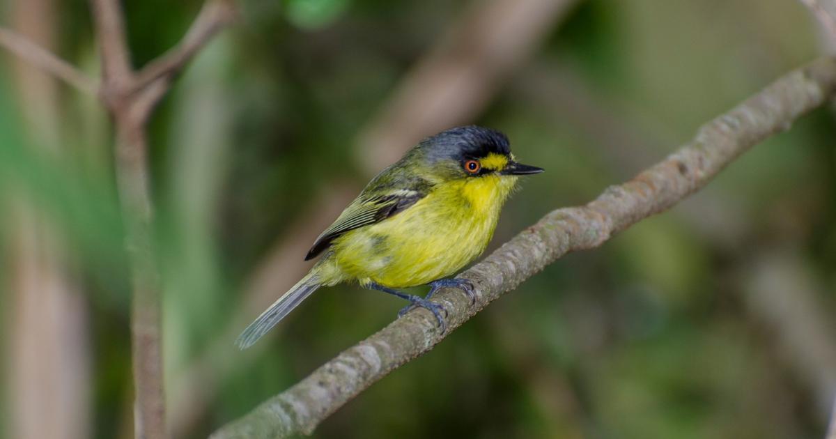 Teque-teque #37581 - Biofaces - Bring Nature Closer