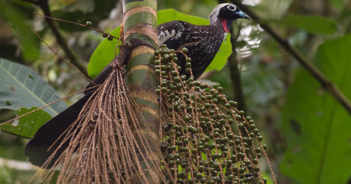 Aburria #37718 - Biofaces - Bring Nature Closer