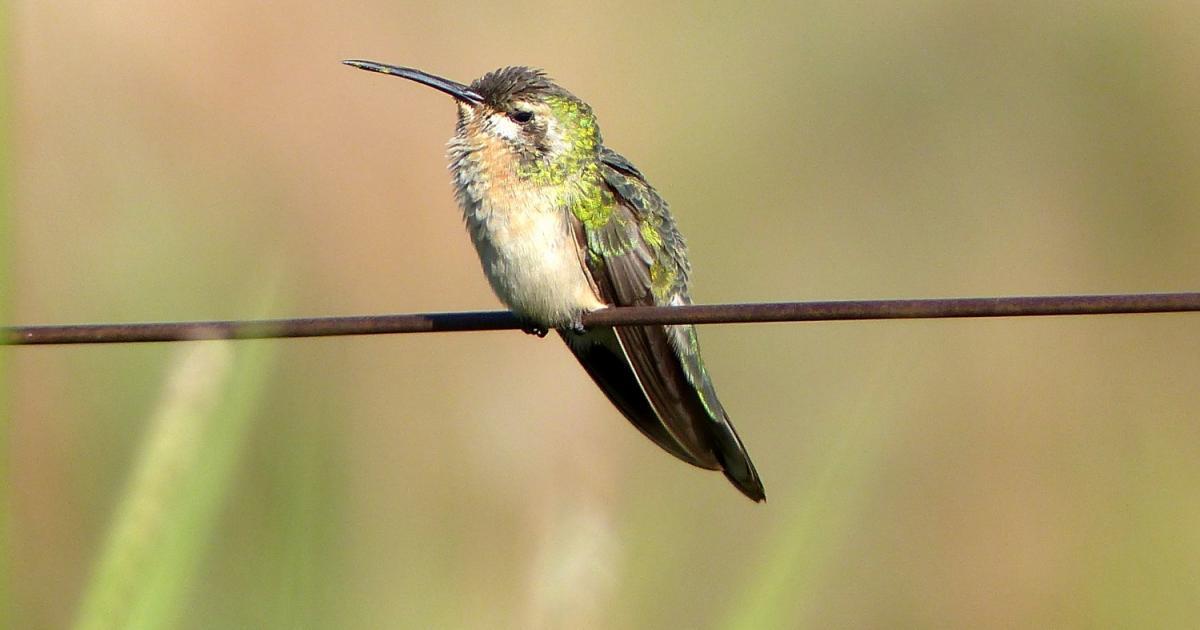 Beija-flor-de-bico-curvo #38049 - Biofaces - Bring Nature Closer