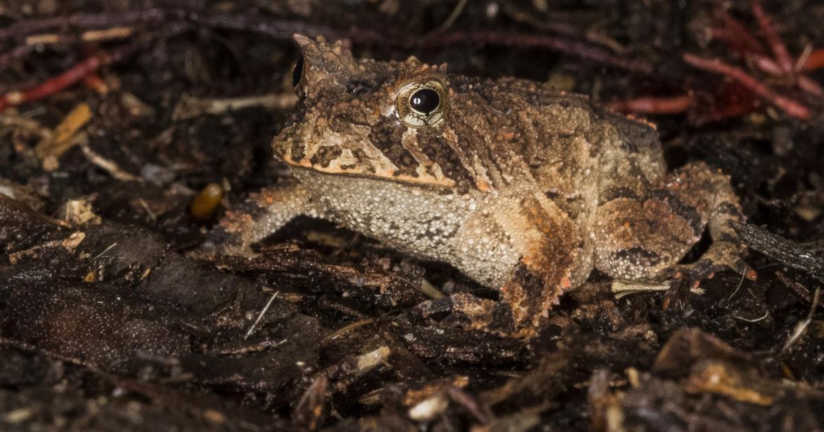 Sapinho #38165 - Biofaces - Bring Nature Closer