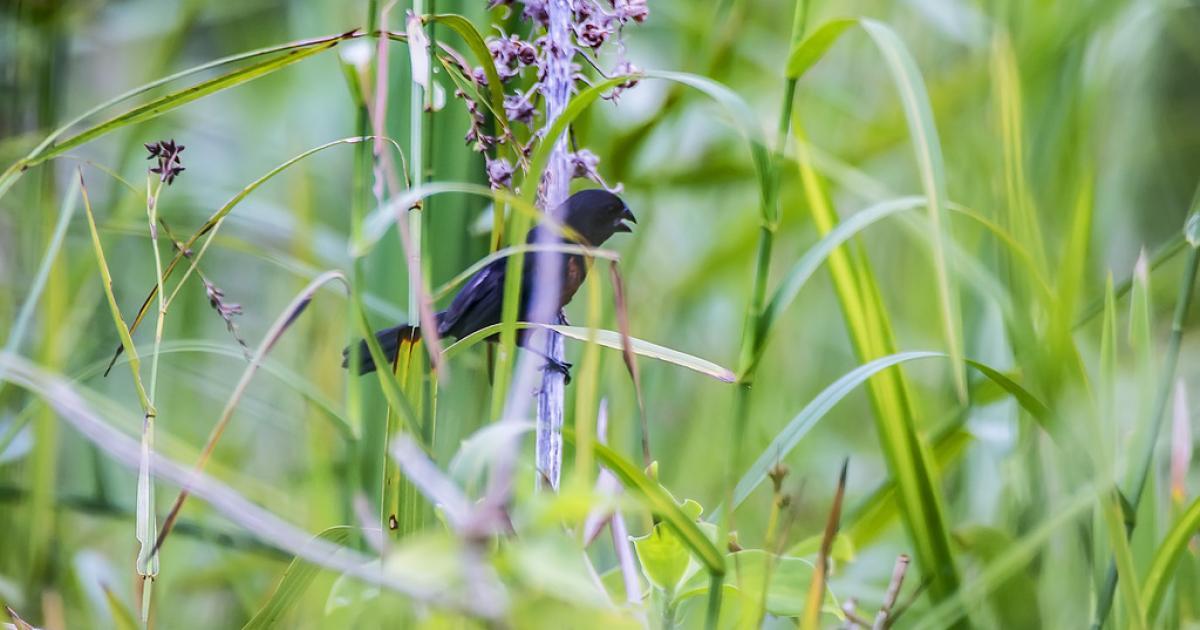 curió #33792 - Biofaces - Bring Nature Closer