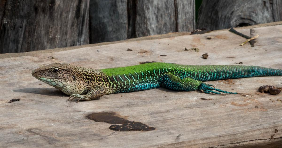 calango-verde #38490 - Biofaces - Bring Nature Closer