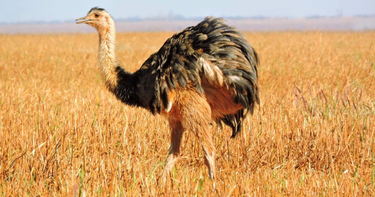 Rhea #38586 - Biofaces - Bring Nature Closer