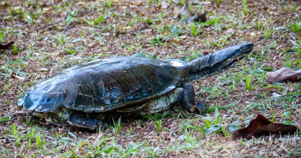 cágado-de-barbicha #38627 - Biofaces - Bring Nature Closer