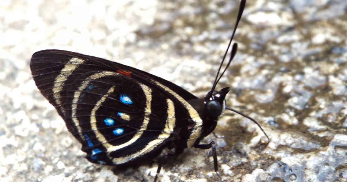 Callicore texa [Not evaluated] - Biofaces - Bring Nature Closer