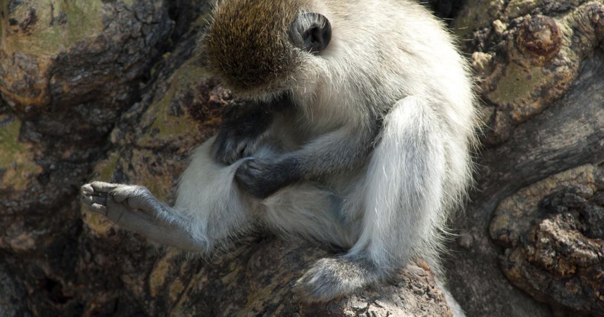 Black-Faced #38814 - Biofaces - Bring Nature Closer