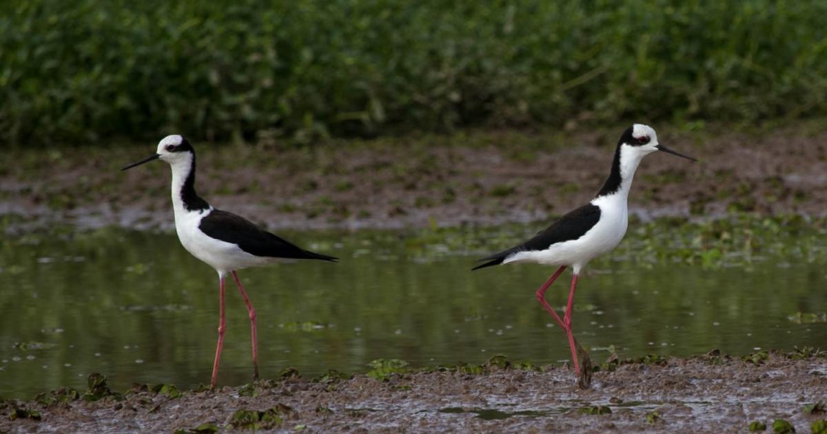 Pernilongo-de-costas-brancas #38925 - Biofaces - Bring Nature Closer