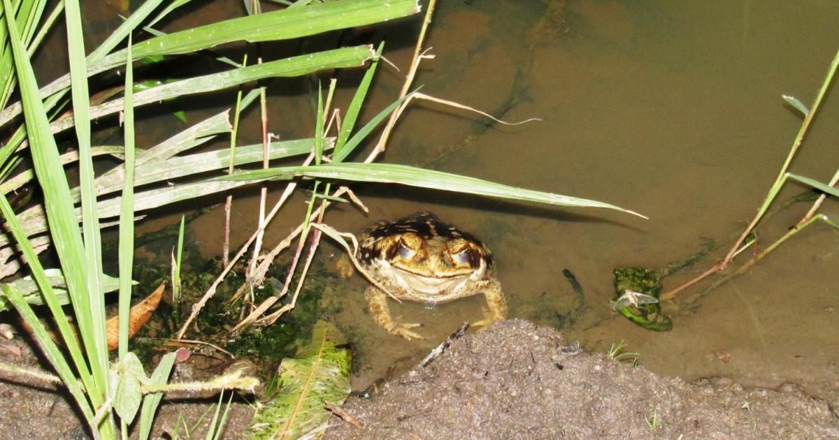 Sapo-cururu #39159 - Biofaces - Bring Nature Closer