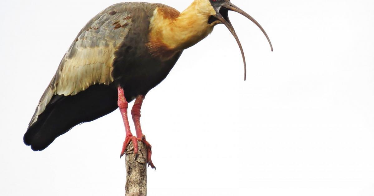 Curicaca #39171 - Biofaces - Bring Nature Closer